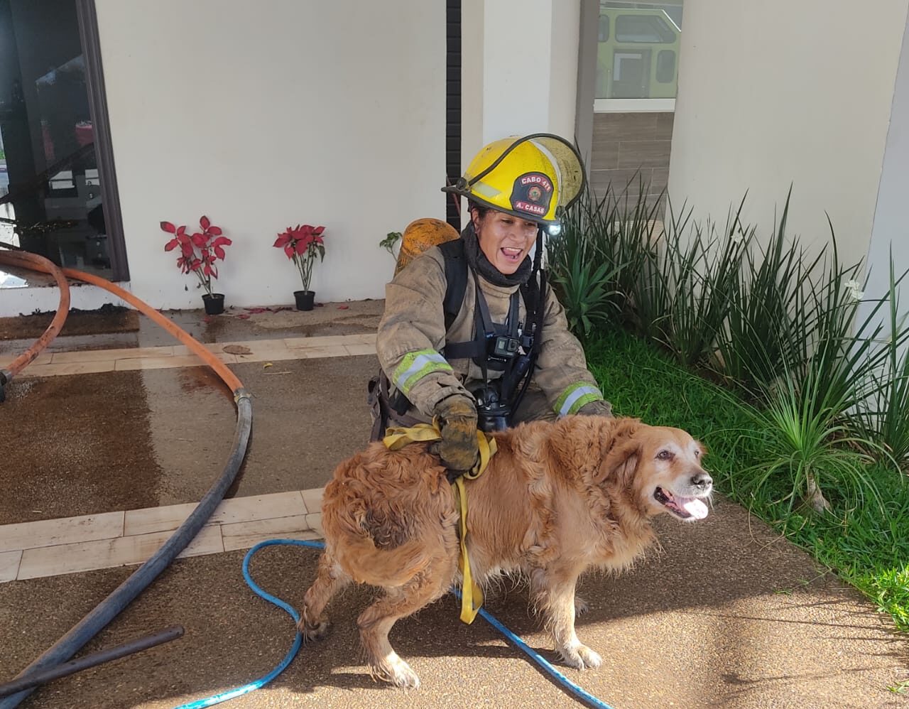 Bomberos voluntarios rescatan a perro atrapado en incendio en Mazatlán ...